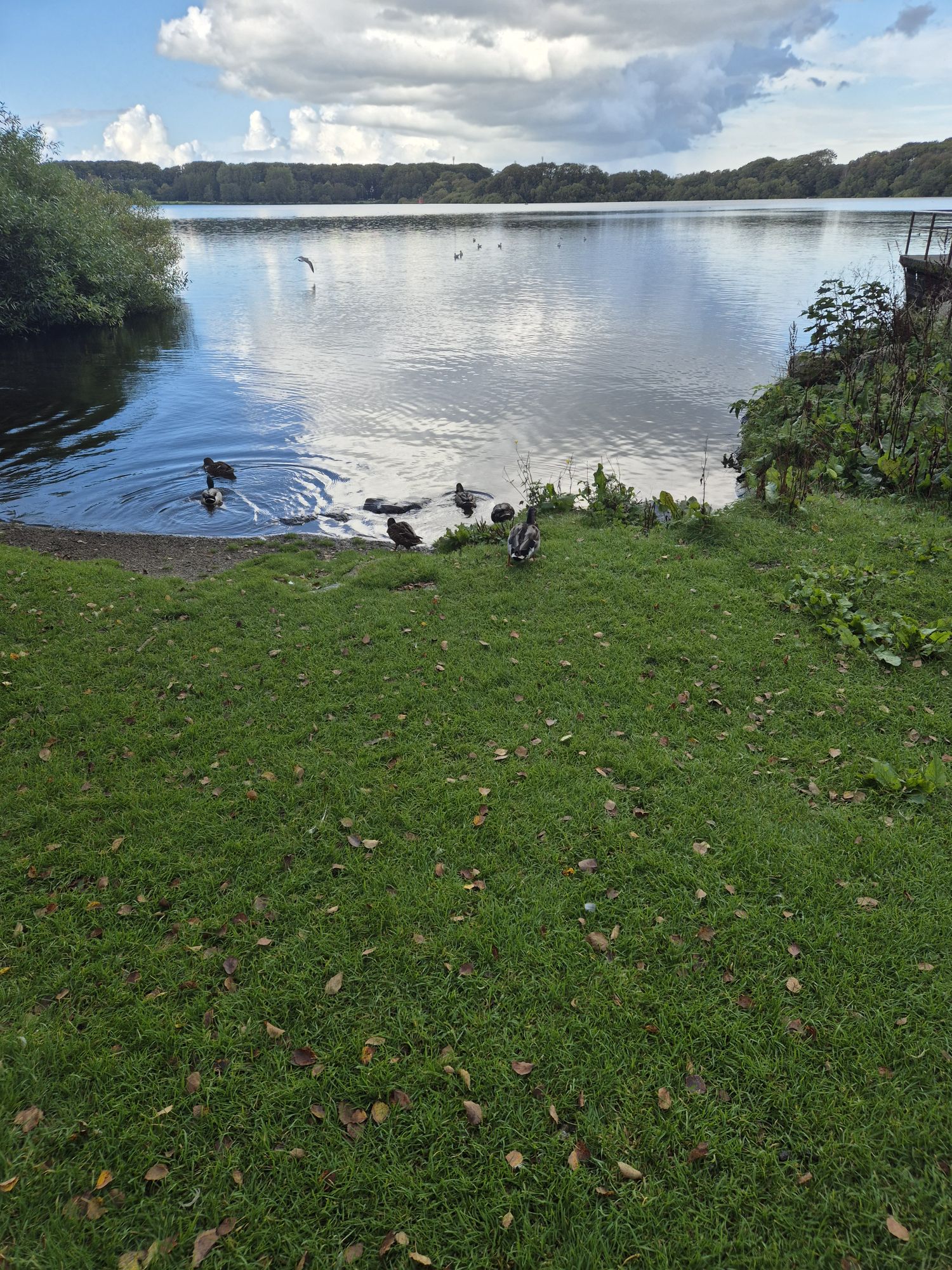Chasing ducks – The thoughts and life of me